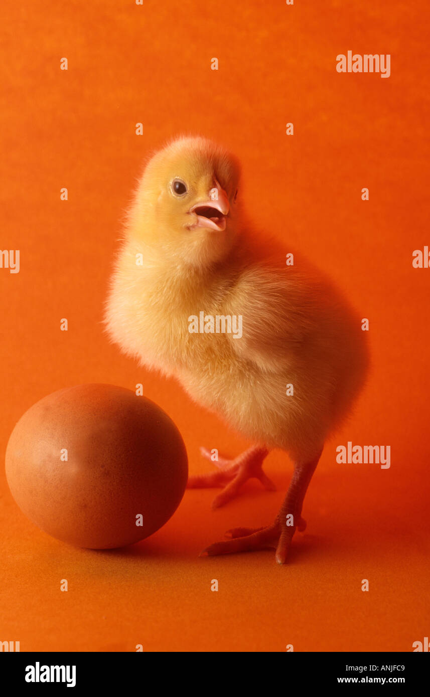 Chick and egg Stock Photo - Alamy