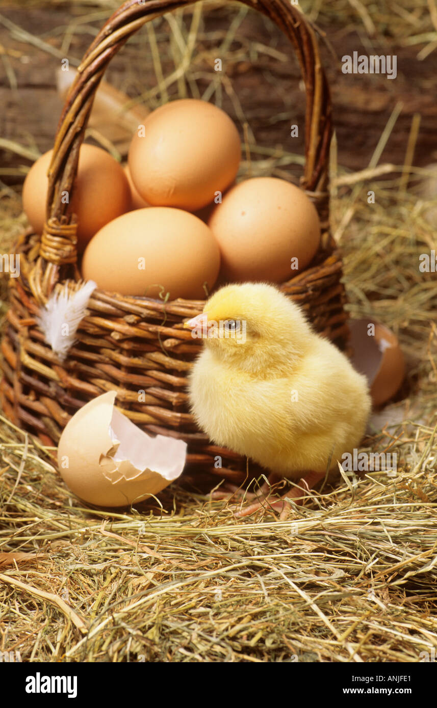 Chick hatch egg hi-res stock photography and images - Alamy