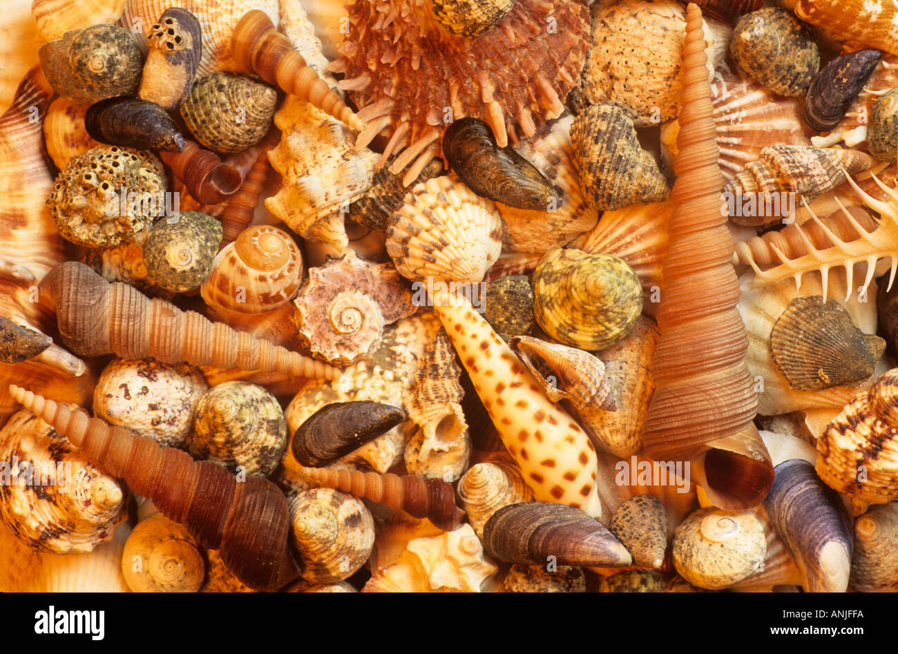 Seashell shapes hi-res stock photography and images - Alamy