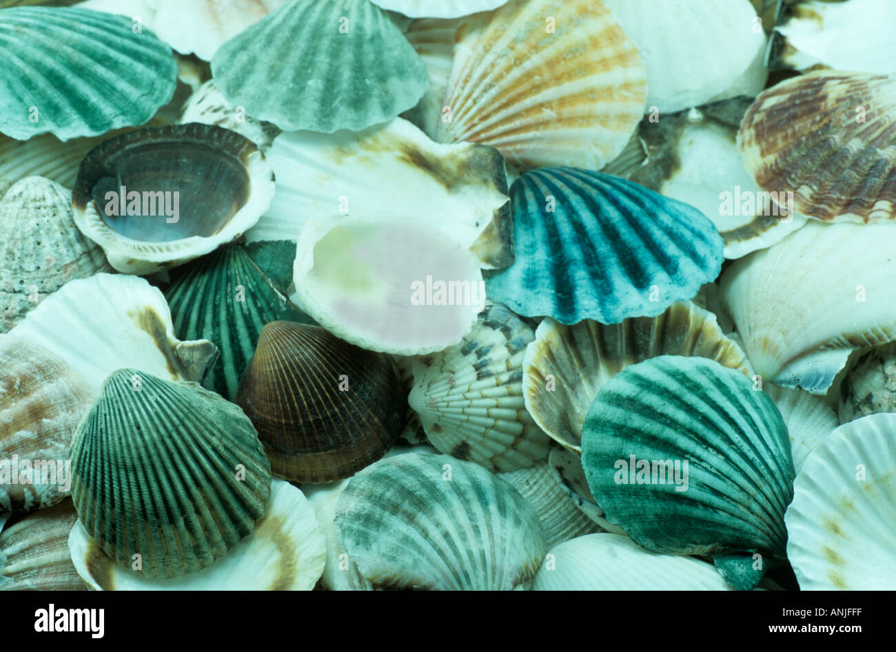 Shell shapes hi-res stock photography and images - Alamy