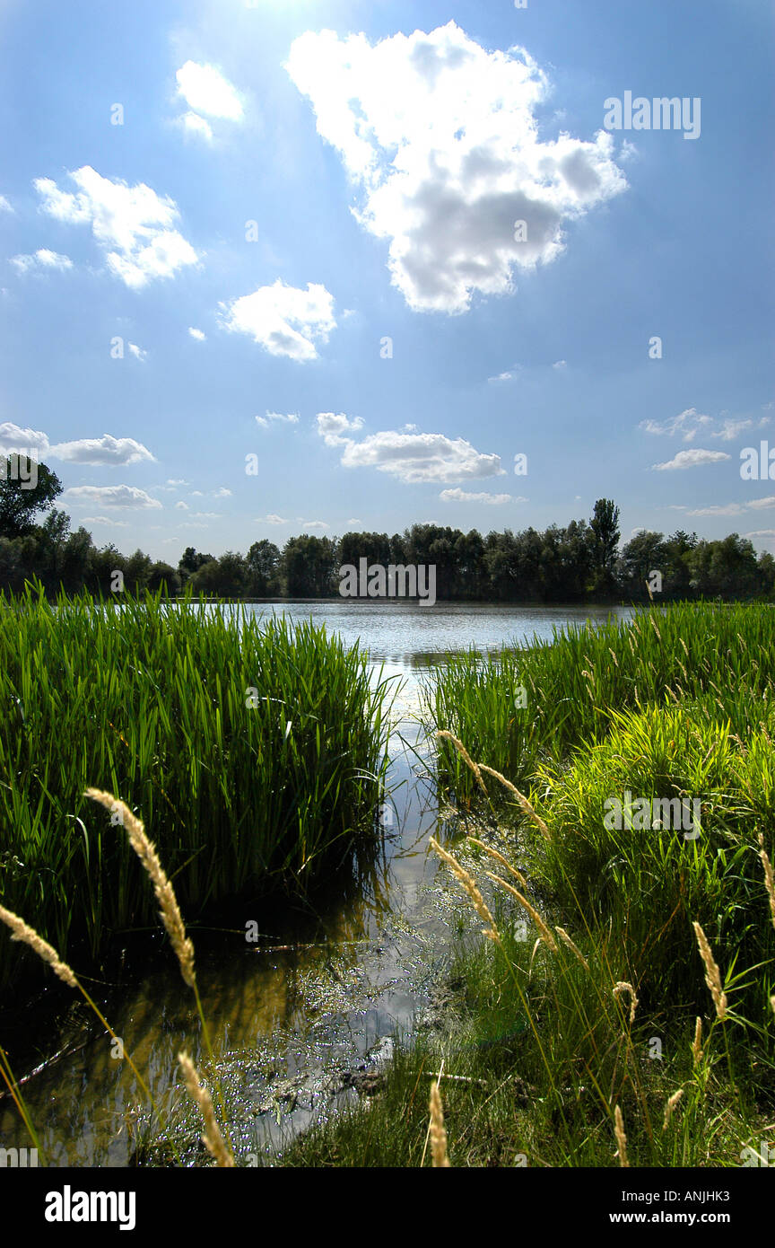 lake shore view Stock Photo - Alamy
