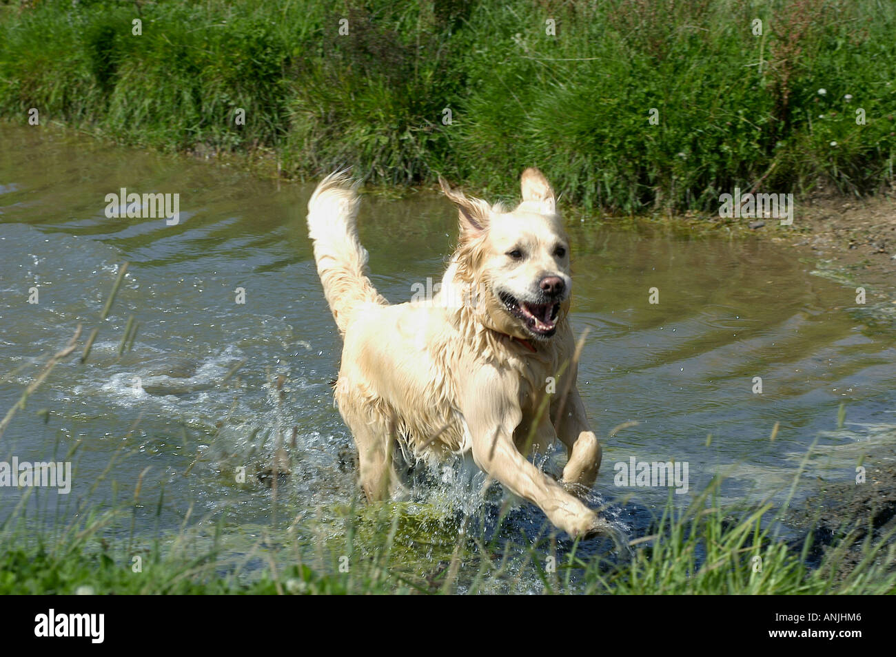 Dog river landscape hi-res stock photography and images - Alamy
