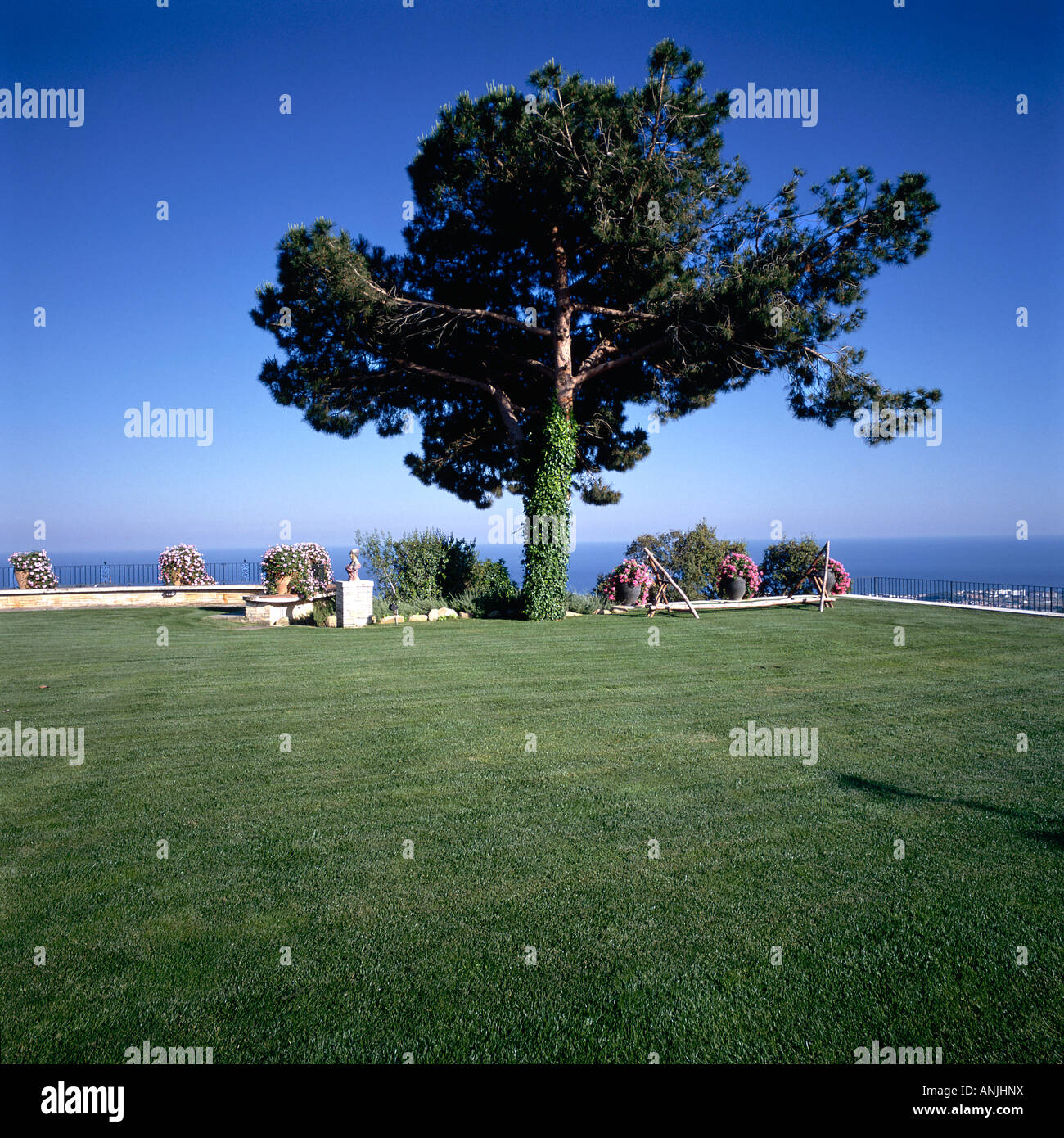 View of a tree at the periphery of a lawn Stock Photo - Alamy