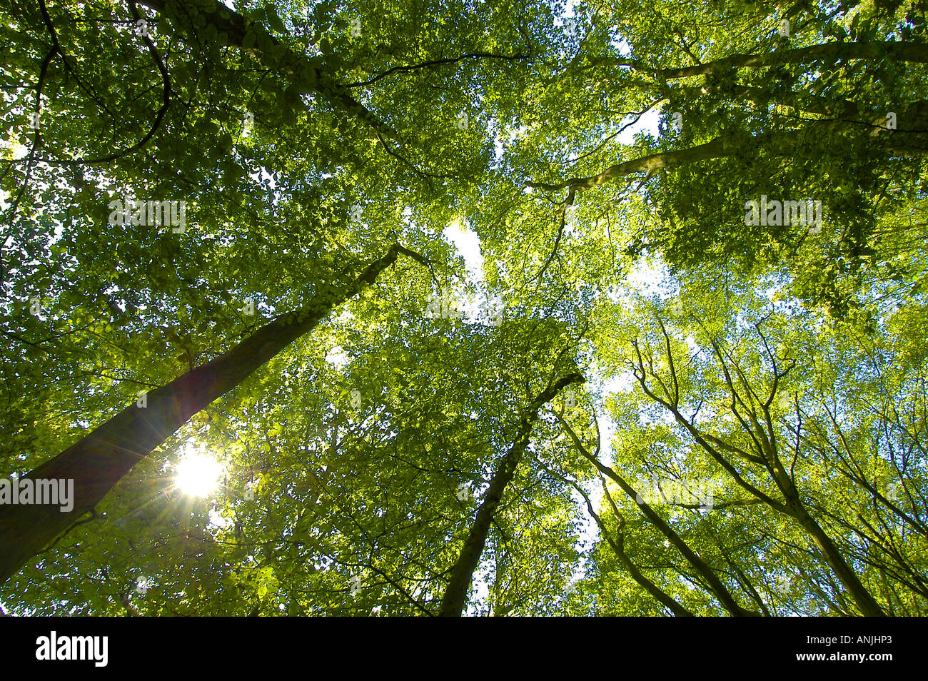 Copes of trees hi-res stock photography and images - Alamy