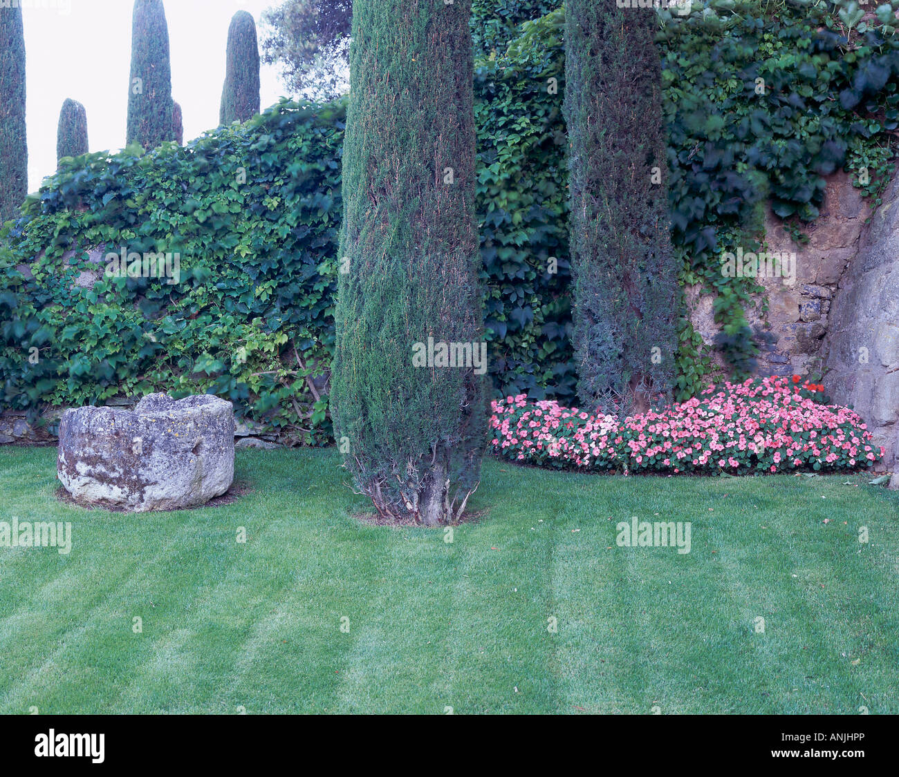 Well pruned tree hi-res stock photography and images - Alamy