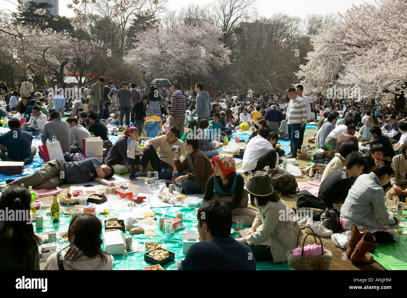 HANAMI PARTIES AT SHINJUKU GYOEN NATIONAL GARDENS, TOKYO, JAPAN Stock ...