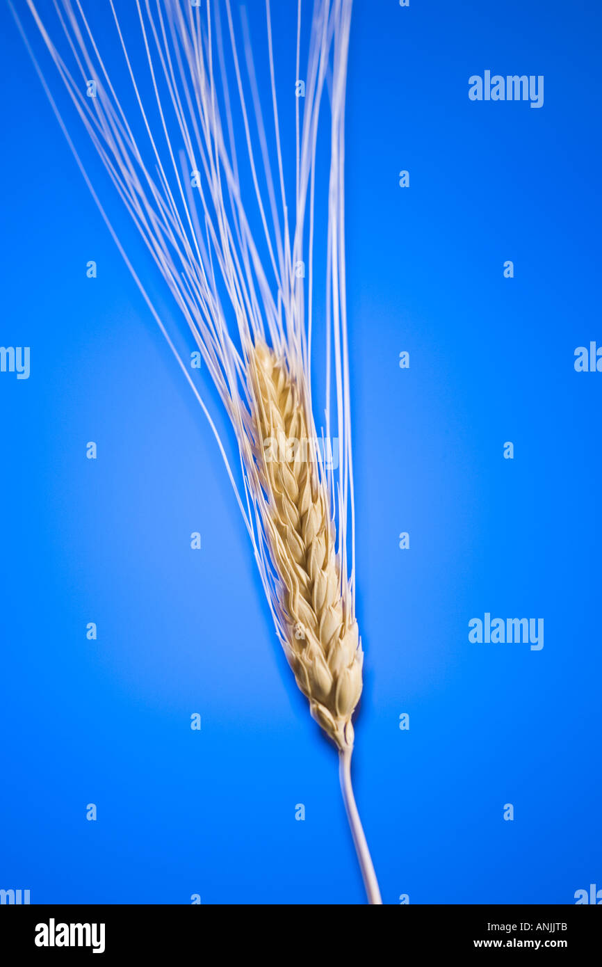 Strand wheat hi-res stock photography and images - Alamy