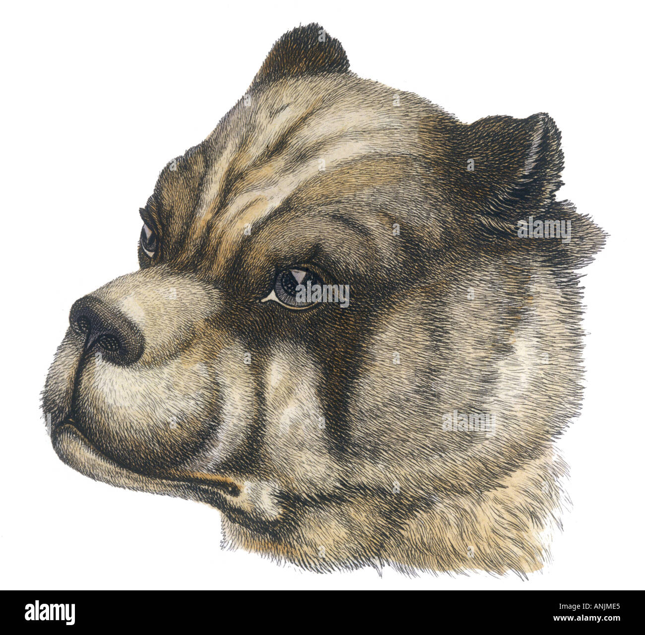Dogs cropped ears hi-res stock photography and images - Alamy
