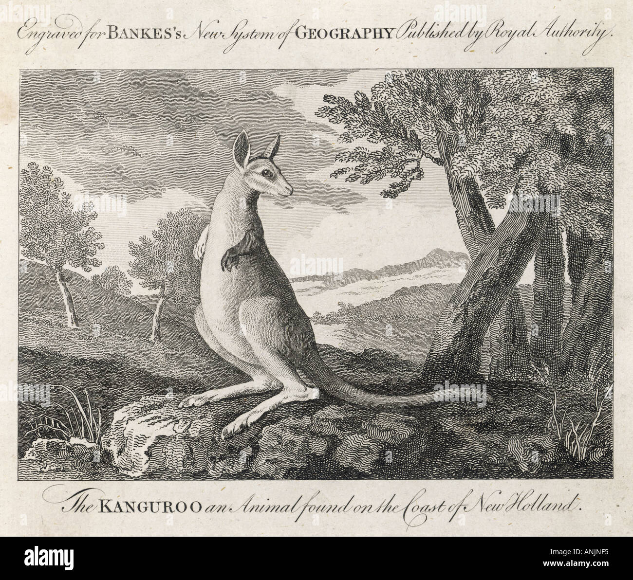 Kangaroo Cook C1770 Stock Photo - Alamy