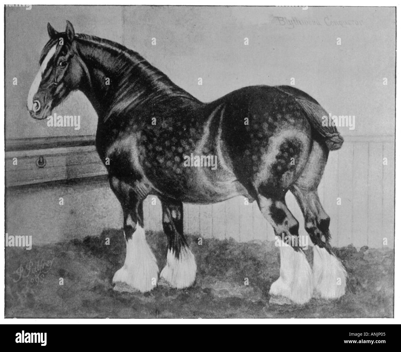 Shire horses Black and White Stock Photos & Images - Alamy