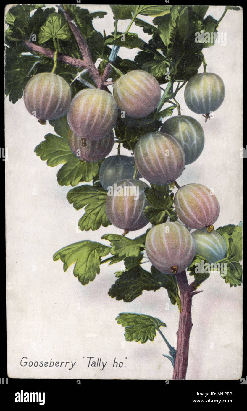 Gooseberry historical hi-res stock photography and images - Alamy
