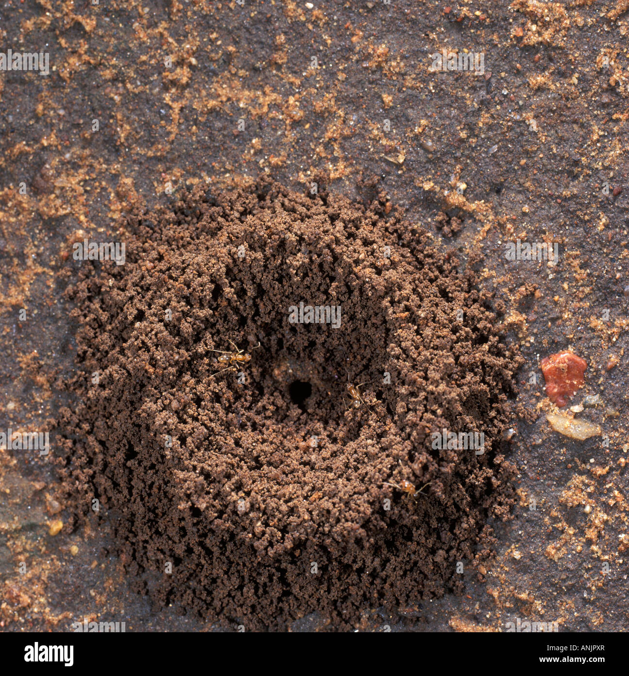 Ant excavating excavating burrow after rain Stock Photo - Alamy
