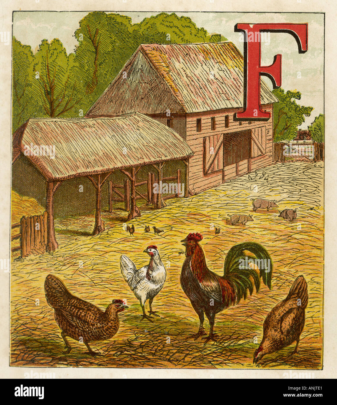 Poultry farming history hi-res stock photography and images - Alamy