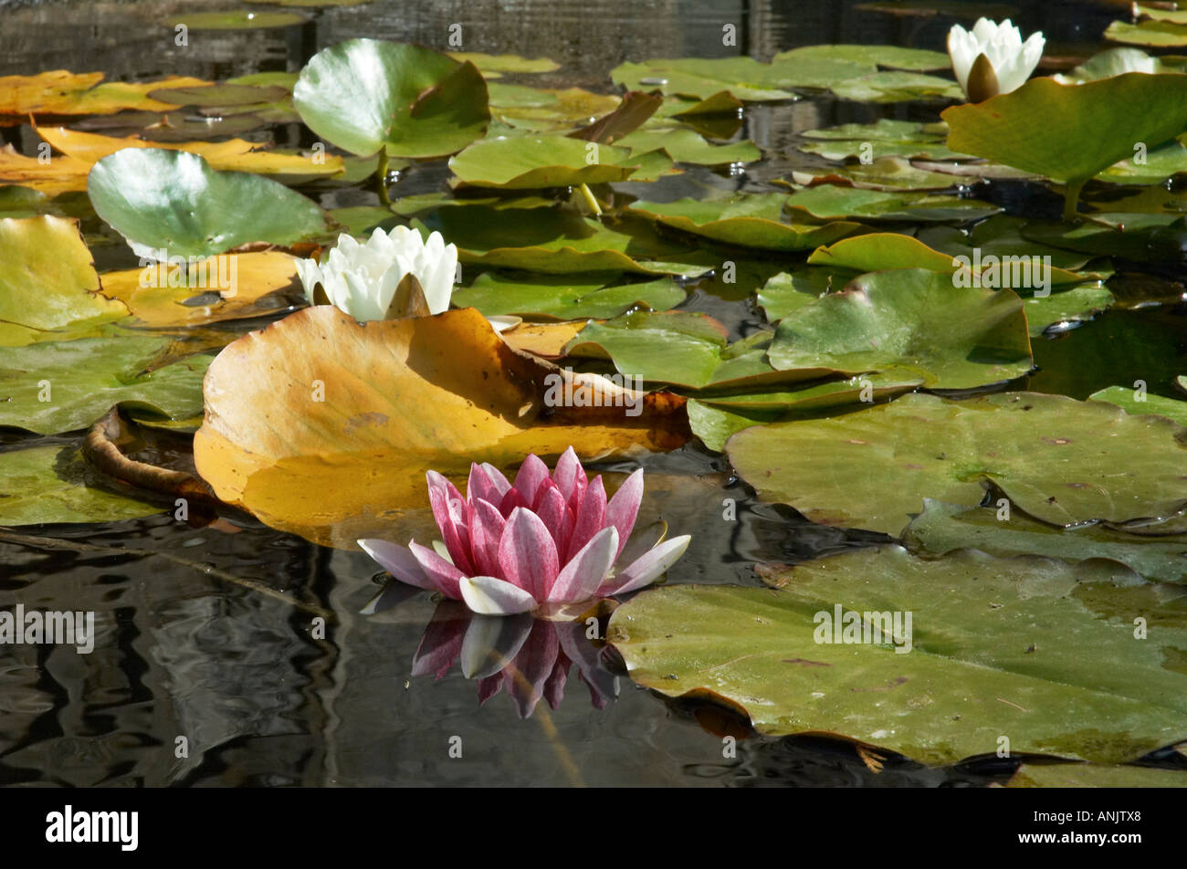 Water Lily Nymphaea odorata Stock Photo - Alamy