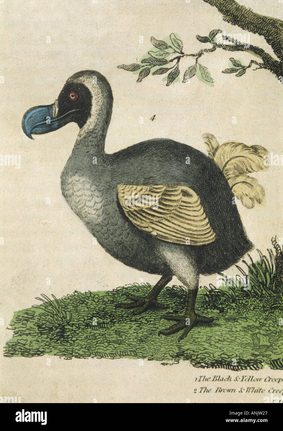 Dodo hi-res stock photography and images - Alamy Dodo hi-res stock photography and images - Alamy