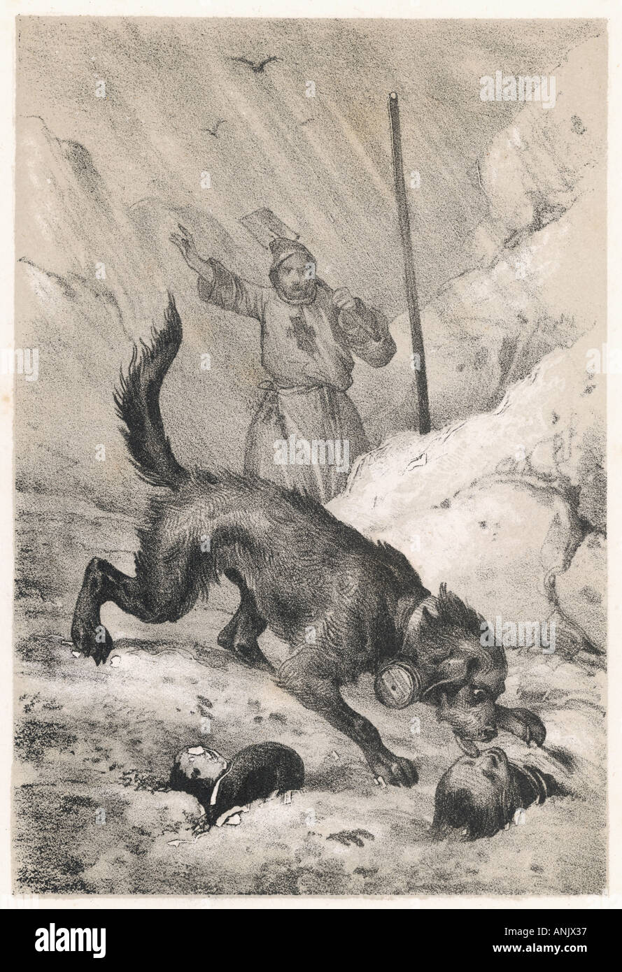 St Bernard Rescuing Stock Photo - Alamy