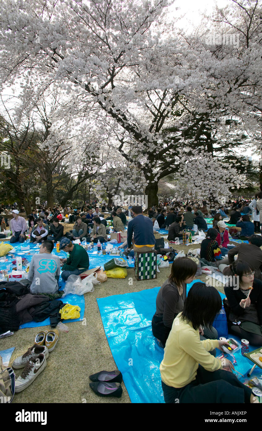 HANAMI PARTIES AT SHINJUKU GYOEN NATIONAL GARDENS, TOKYO, JAPAN Stock ...