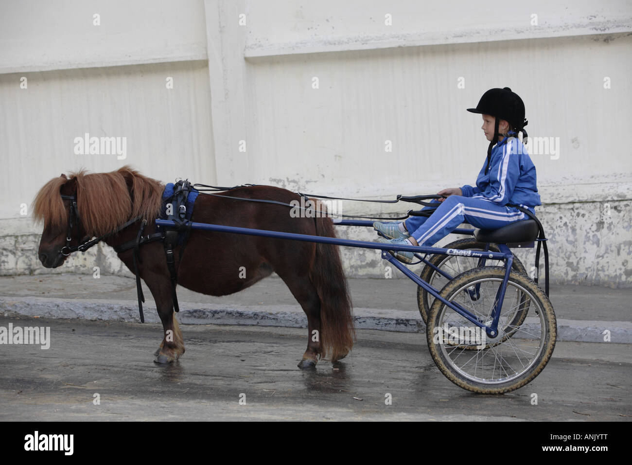 Driving horse hi-res stock photography and images - Alamy
