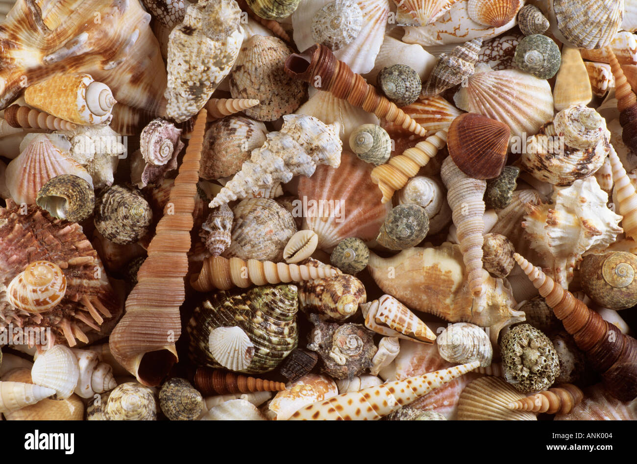Seashell shapes hi-res stock photography and images - Alamy