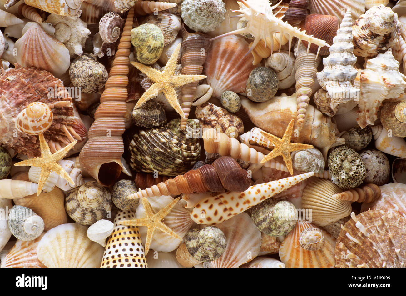Seashell shapes hi-res stock photography and images - Alamy