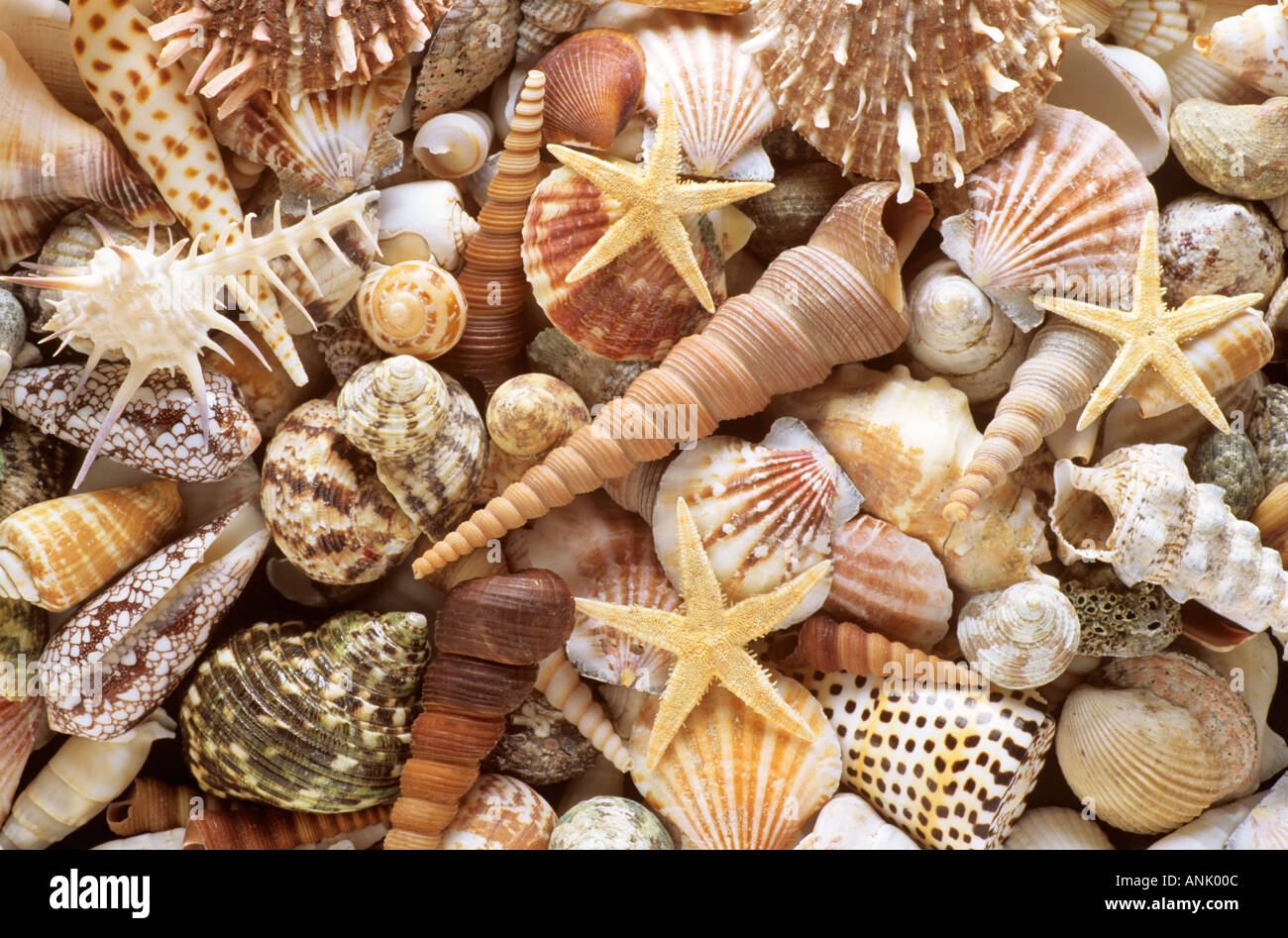 Seashell shapes hi-res stock photography and images - Alamy