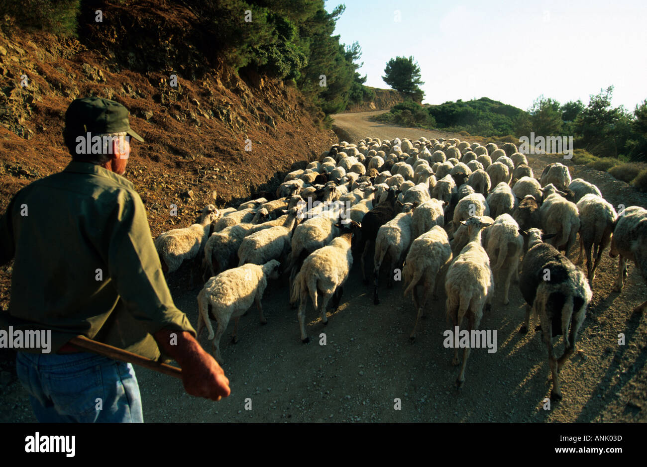 greece sporades skyros island a shepherd with his herd Stock Photo - Alamy