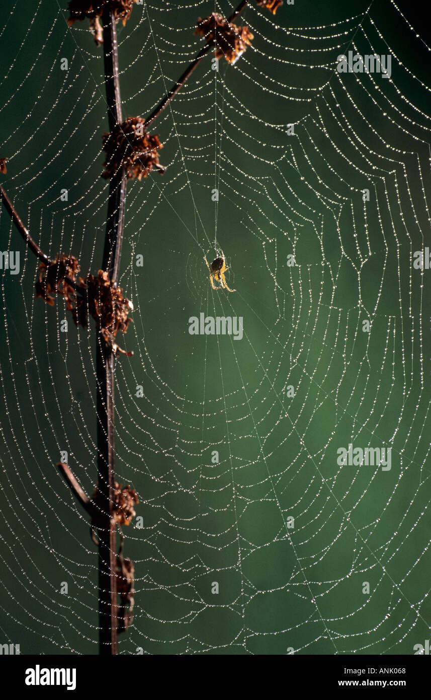 Spider s web Stock Photo - Alamy