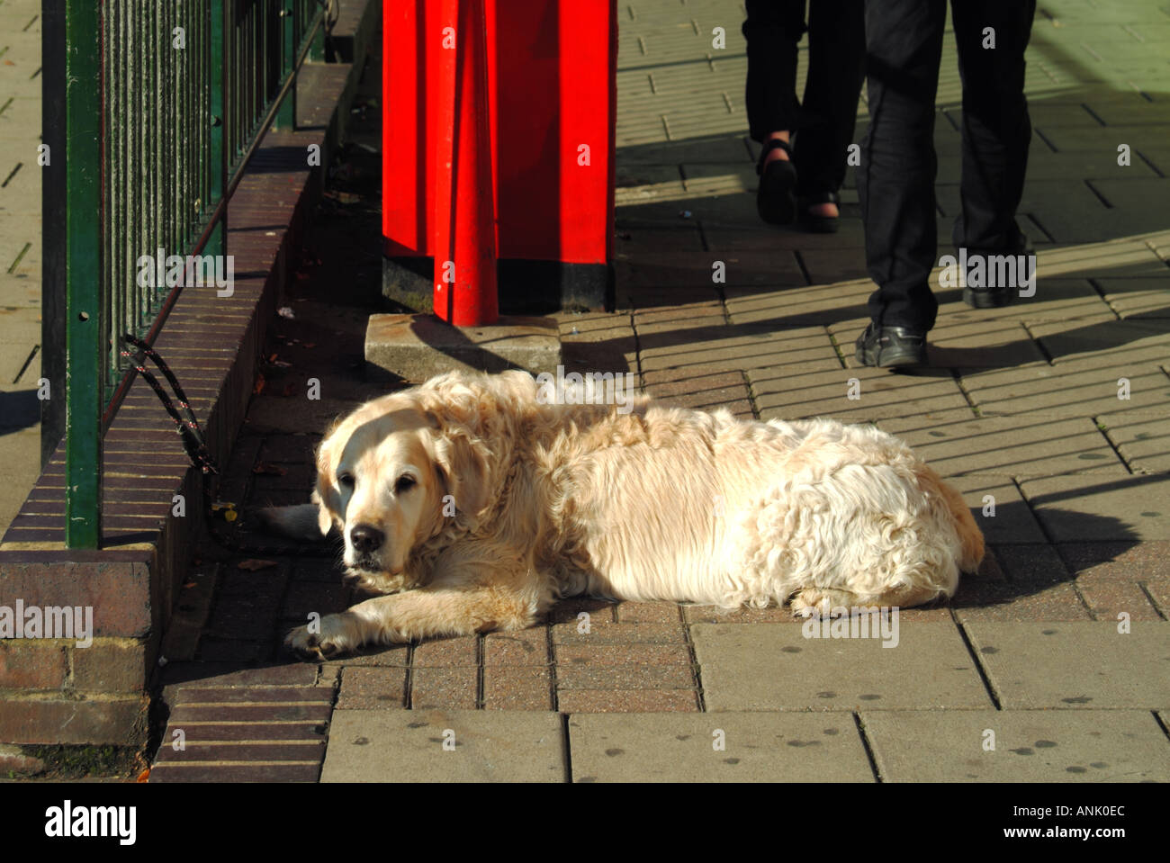 Dog laying on pavement with lead tied to railings outside shop awaiting ...