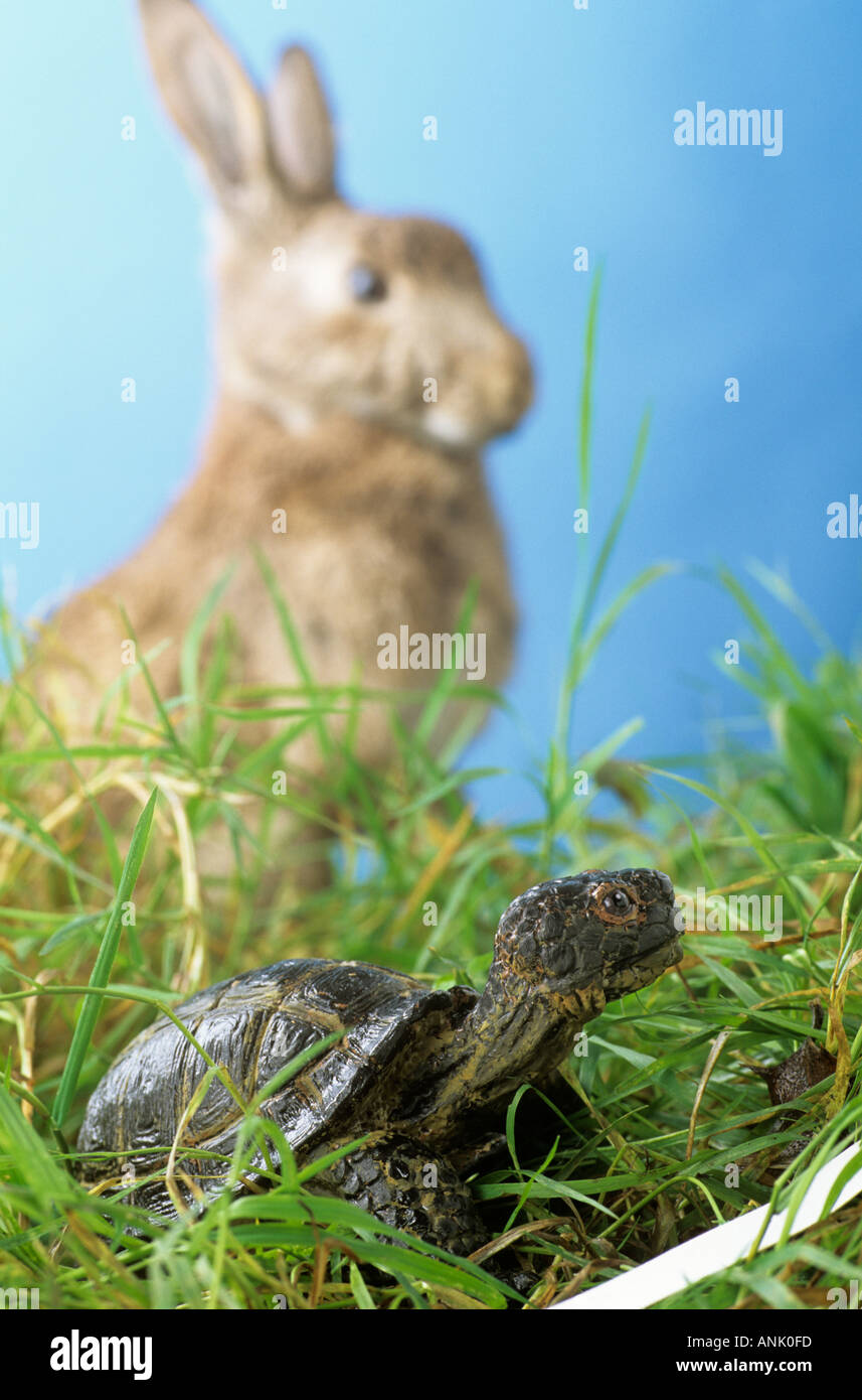 Hare and tortoise hi-res stock photography and images - Alamy