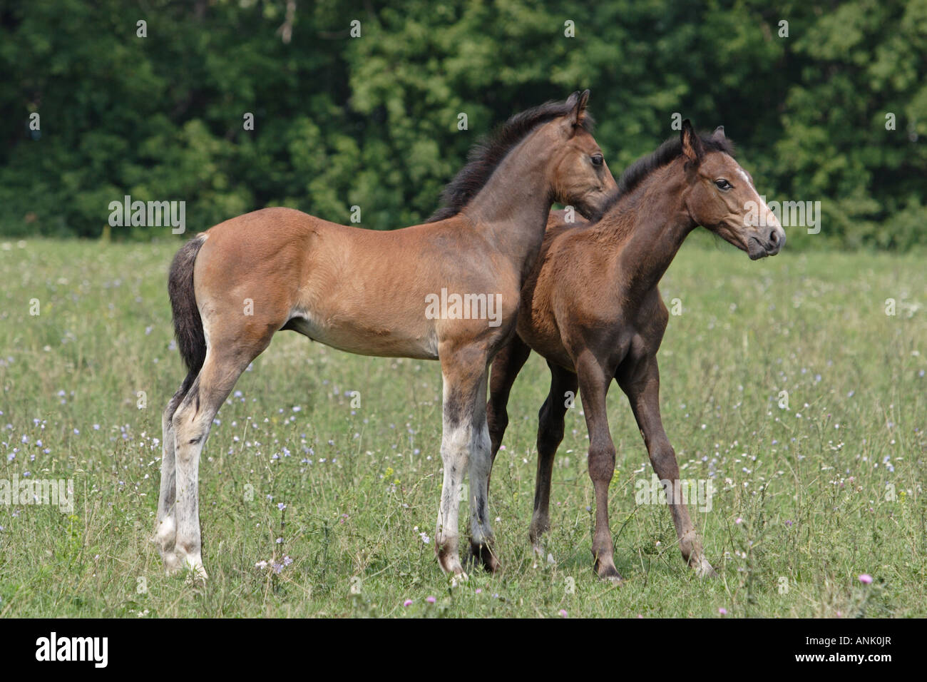 Two foals play a meadow Stock Photo - Alamy