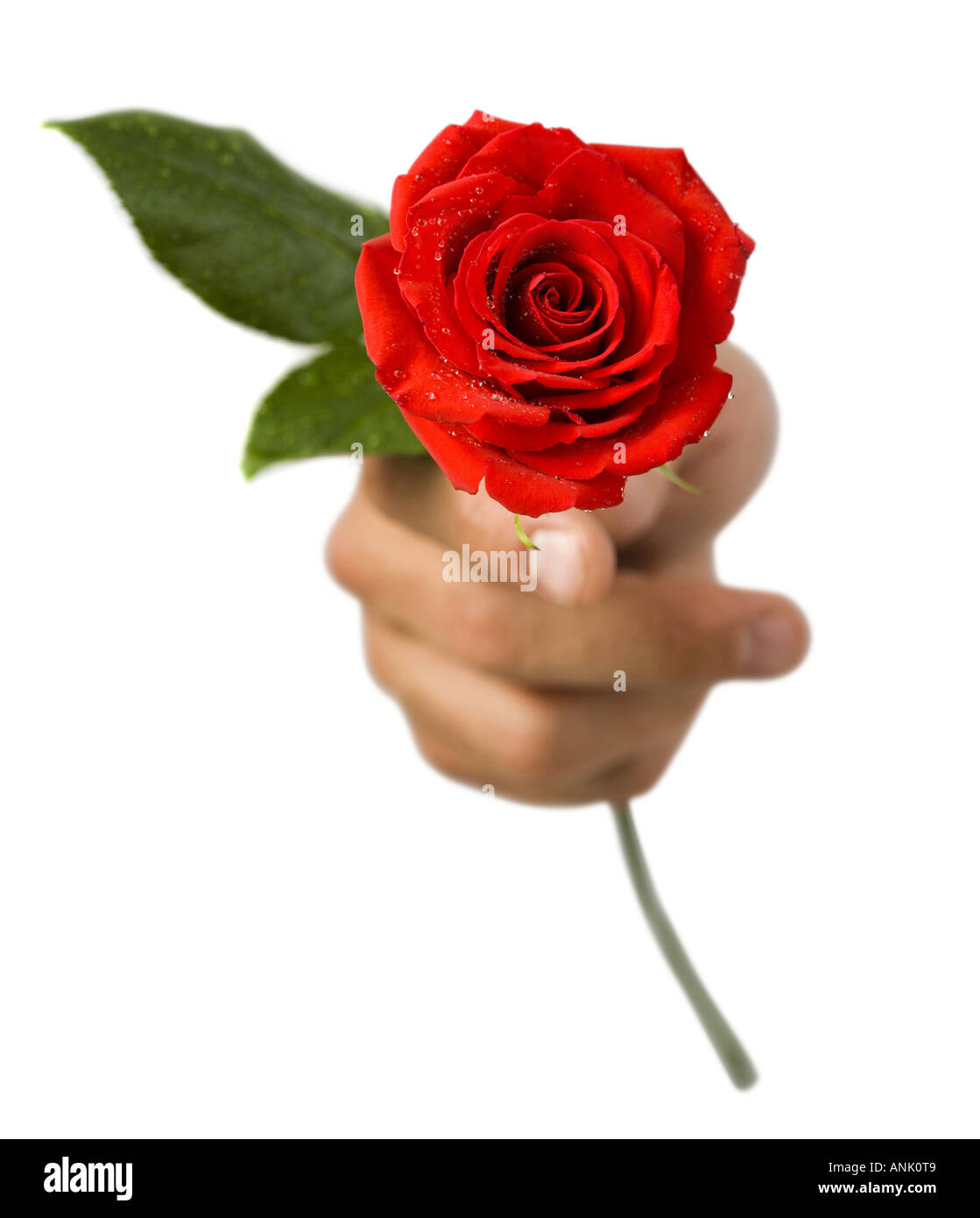 Close up of hand holding a rose Stock Photo - Alamy