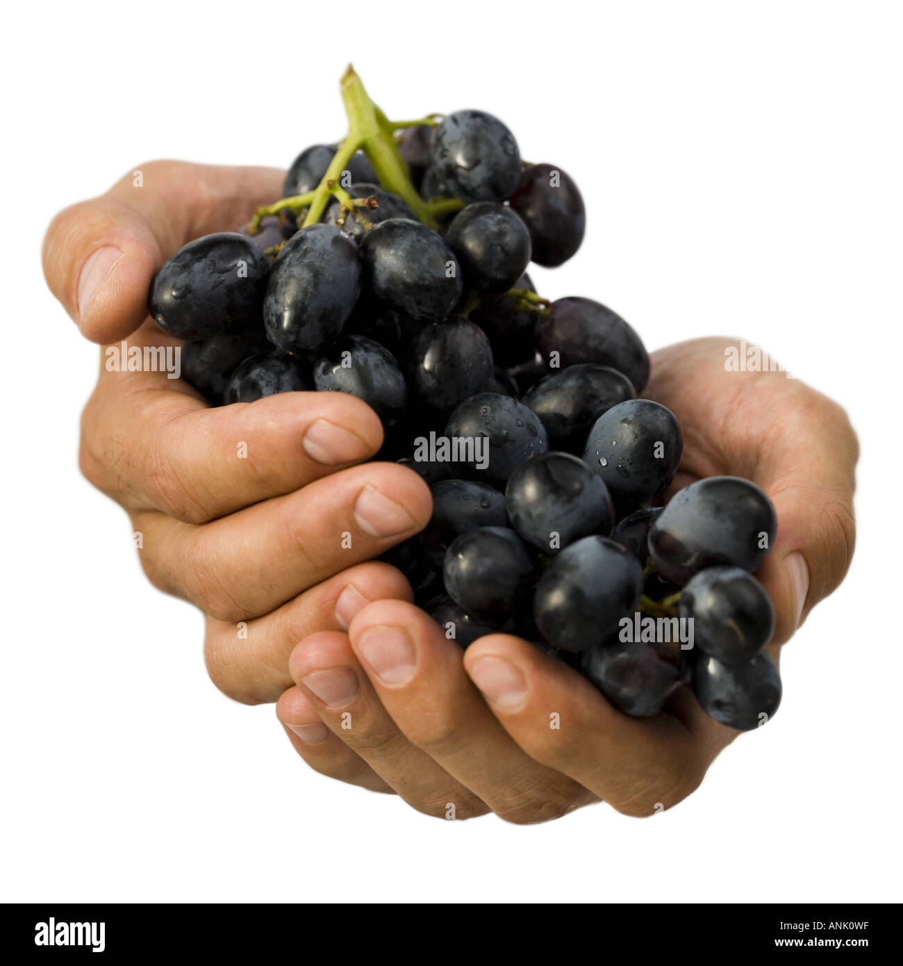 Hands holding grapes Cut Out Stock Images & Pictures - Alamy