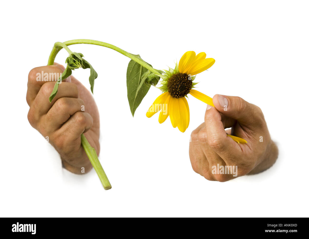 Close up of a hand pulling the petals off of a flower Stock Photo - Alamy
