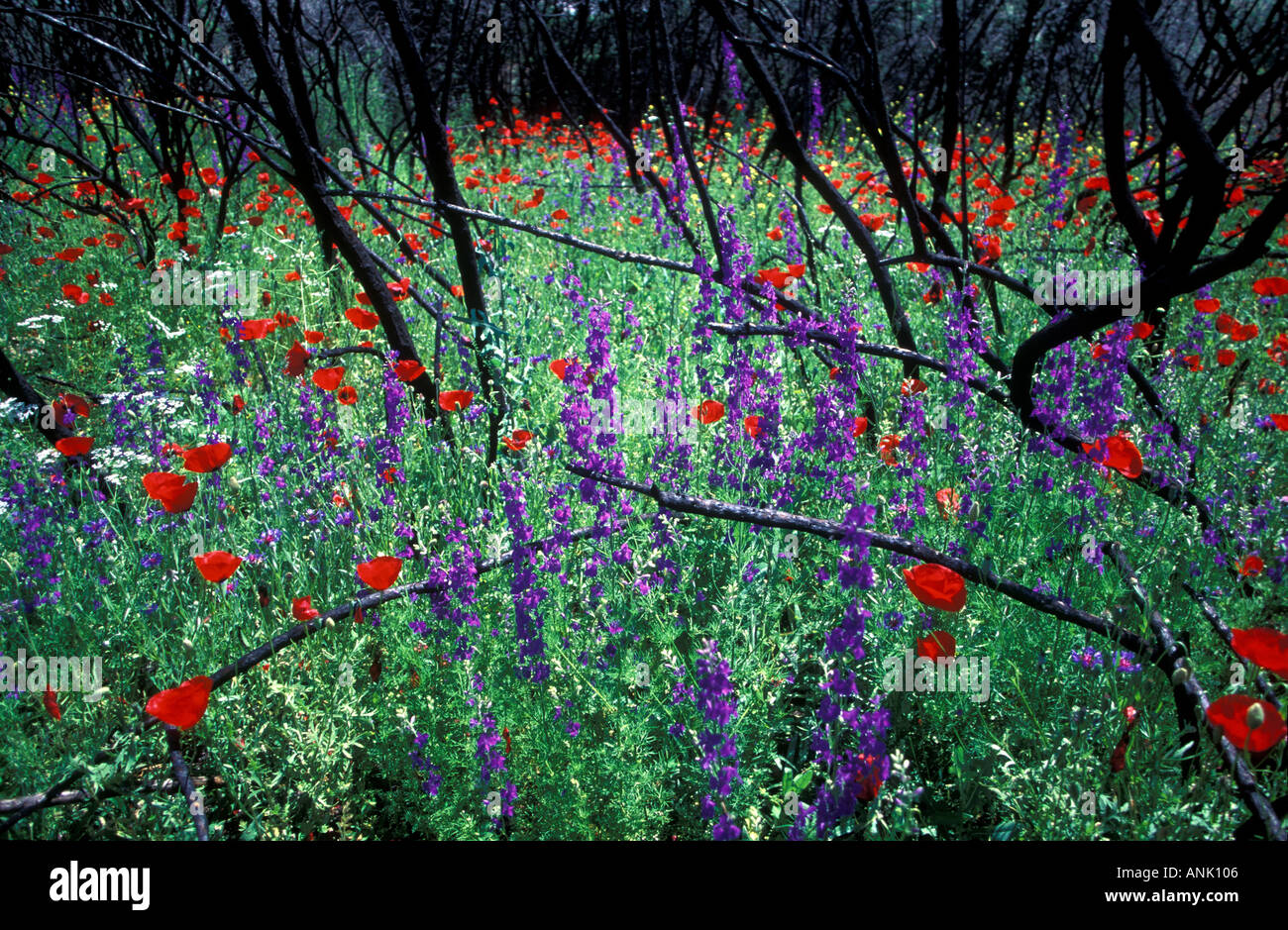 Wild flowers after forest fire Turkey Stock Photo - Alamy