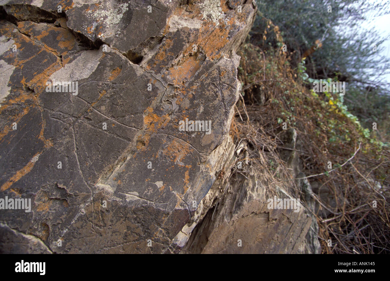 Paleolithic rock engravings discovered next to the Coa river North East ...
