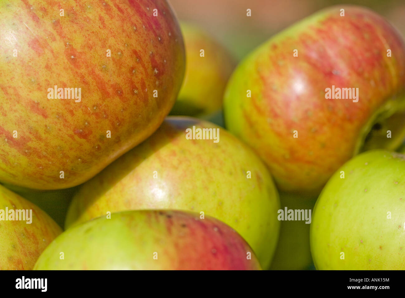 Fresh bramley hi-res stock photography and images - Alamy