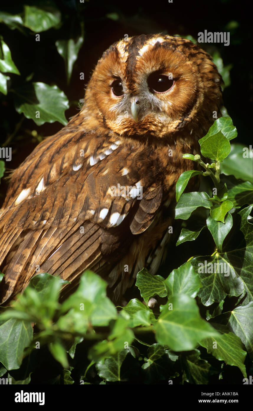 Tawny owl in tree Stock Photo - Alamy