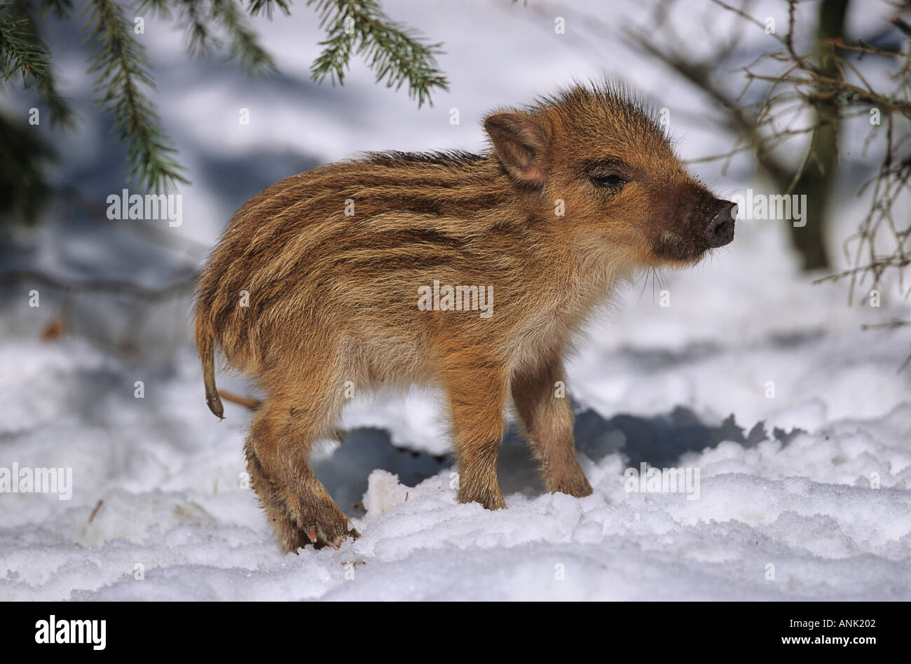 wild boar - shote in snow Stock Photo - Alamy