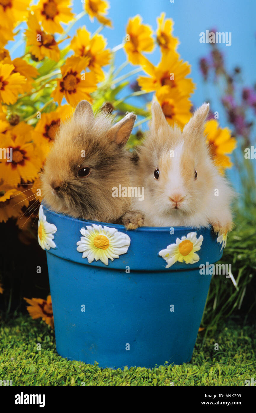 two young pygmy rabbits in flower pot Stock Photo - Alamy