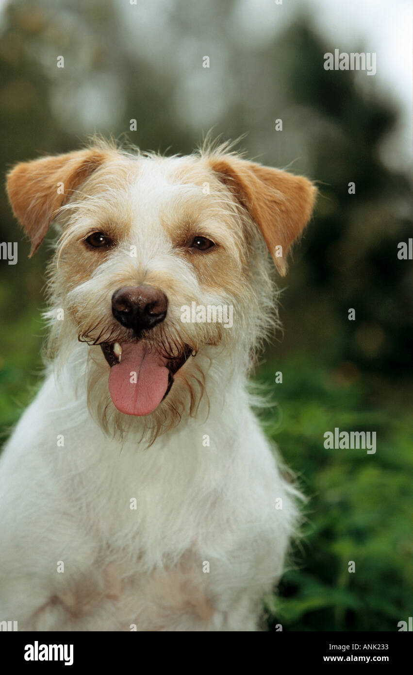 Kromfohrlander dog - portrait Stock Photo - Alamy