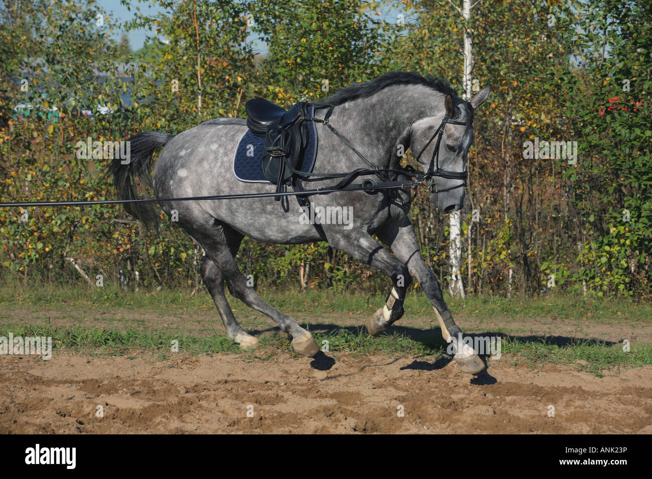 Portrait of a grey horse running on a cord in a sunny day Stock Photo ...