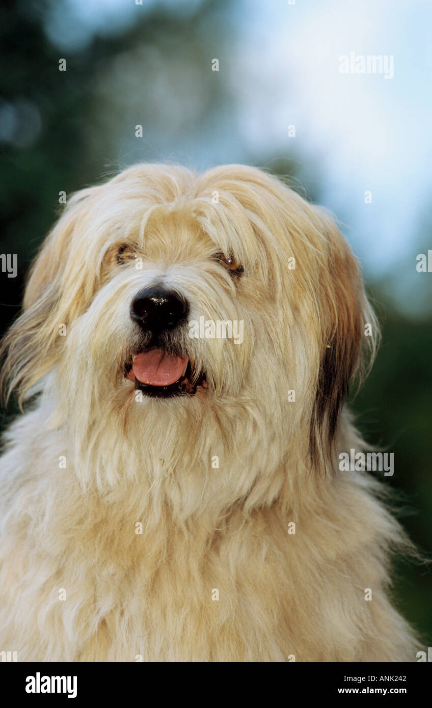 Catalan dog hi-res stock photography and images - Alamy