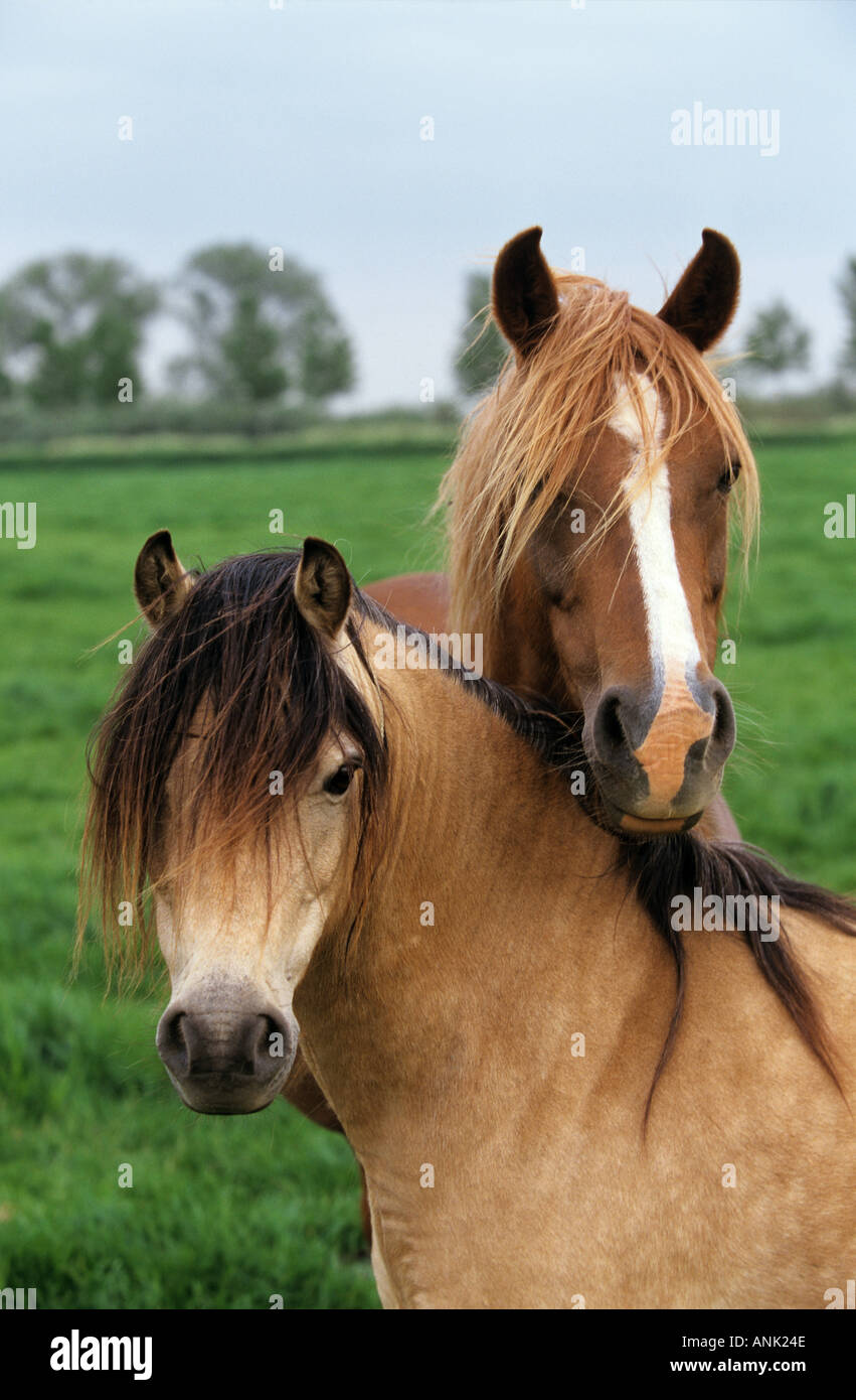 Welsh Horses High Resolution Stock Photography and Images - Alamy