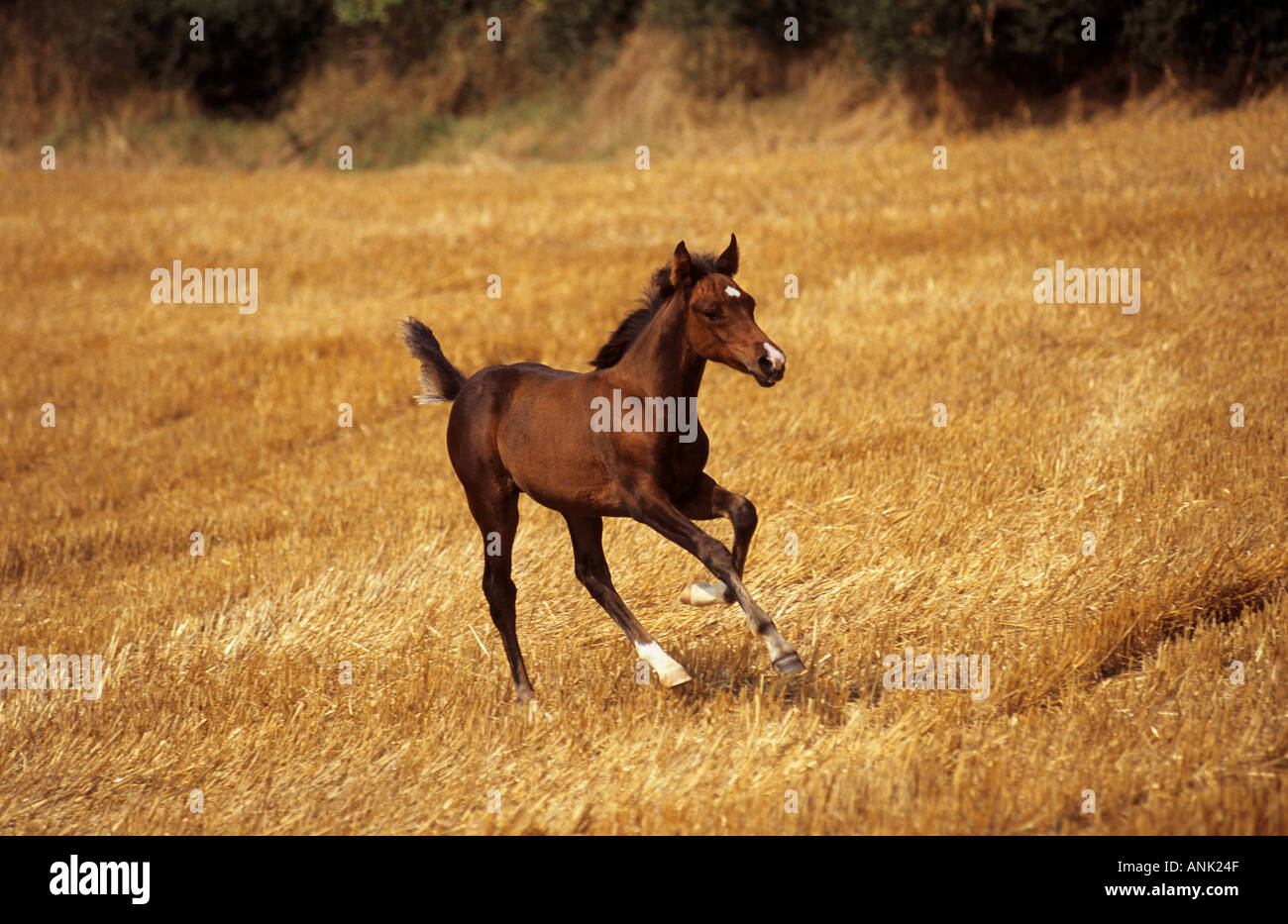 German warm-blooded horse - foal galloping on stubblefield Stock Photo ...