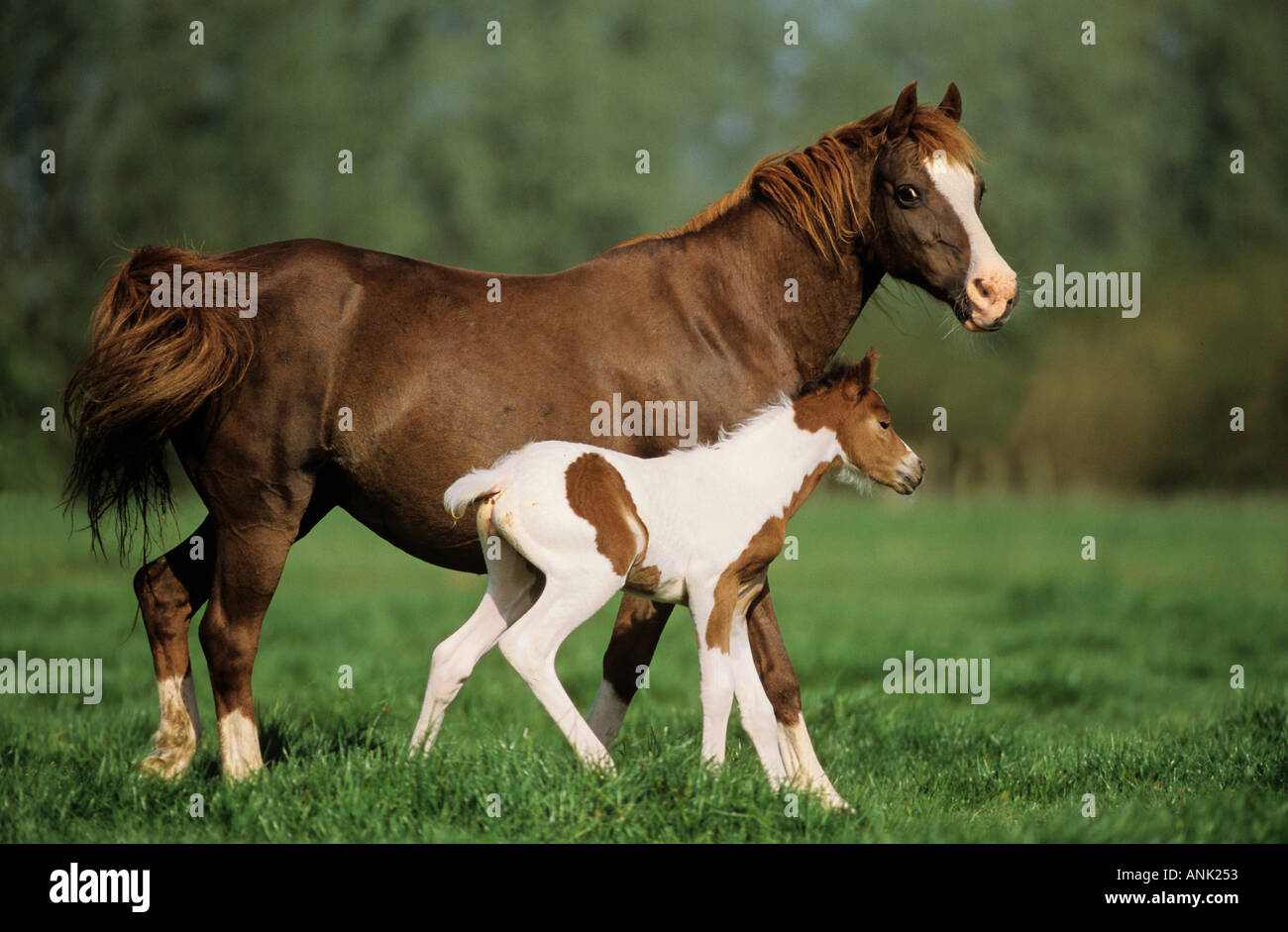 Welsh horse hi-res stock photography and images - Alamy