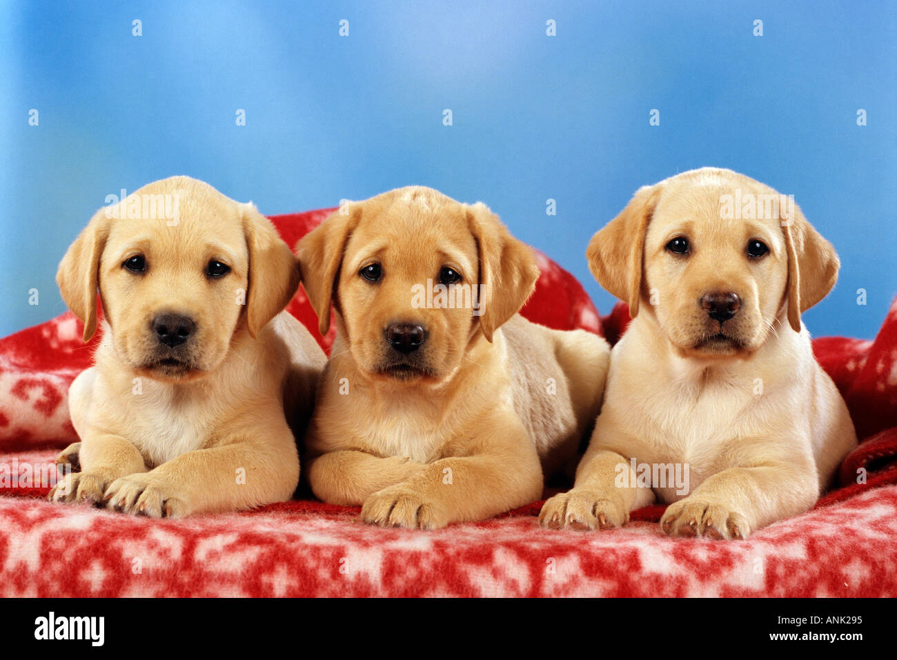 three Labrador Retriever dogs - puppies on cover Stock Photo - Alamy