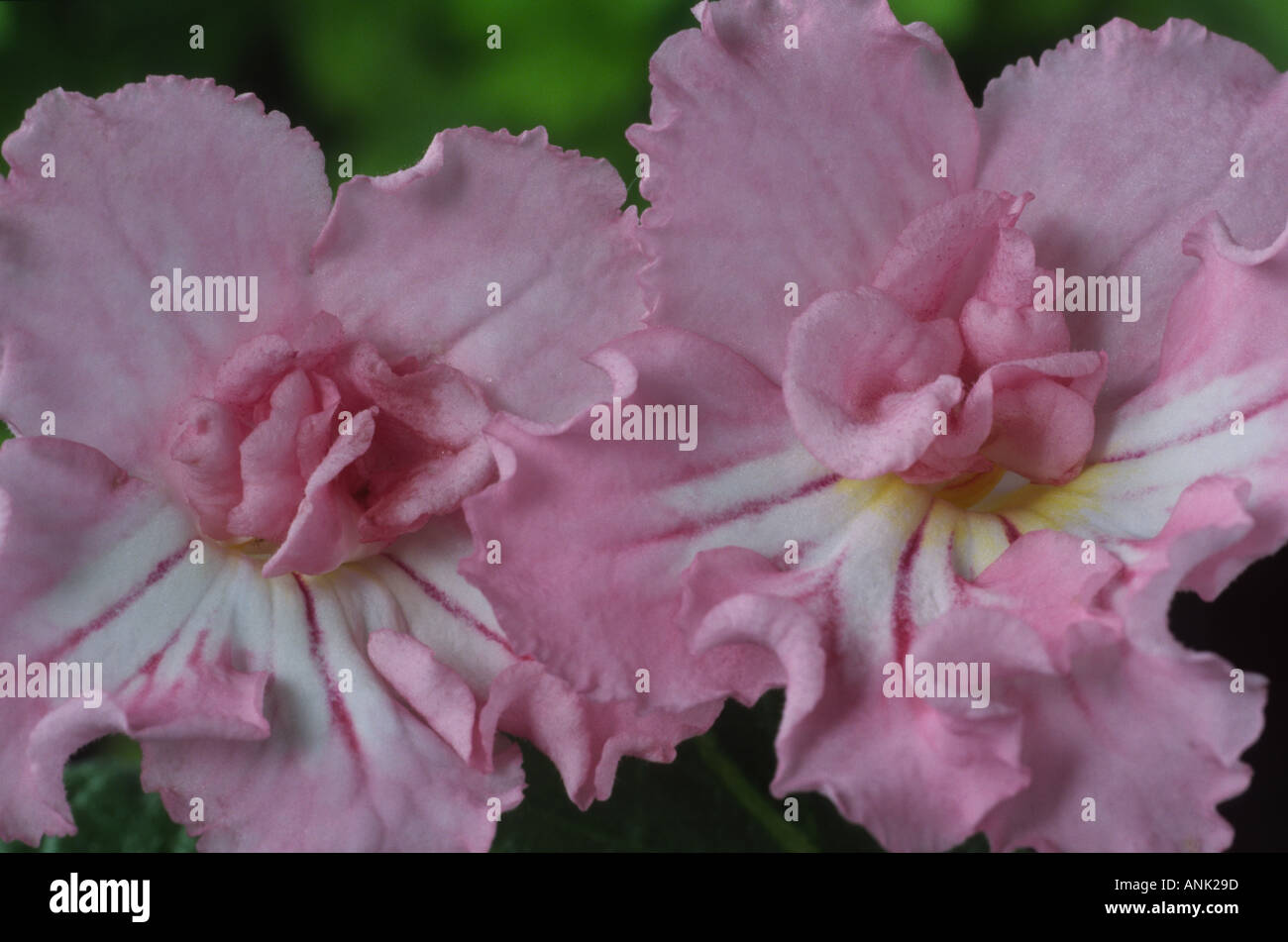 Streptocarpus 'Pink Souffle'. Cape primrose Stock Photo - Alamy