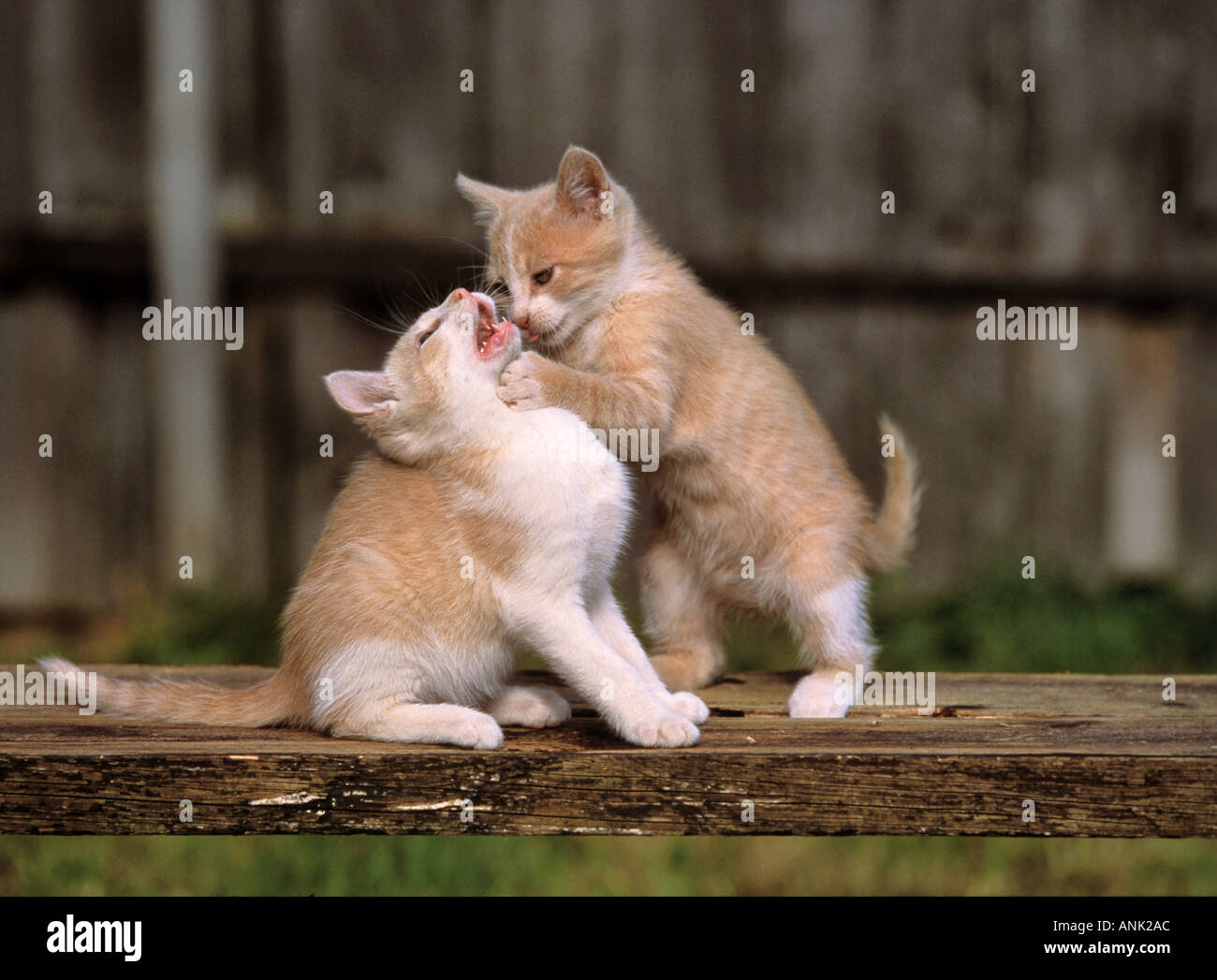 two cat kitten - playing Stock Photo - Alamy