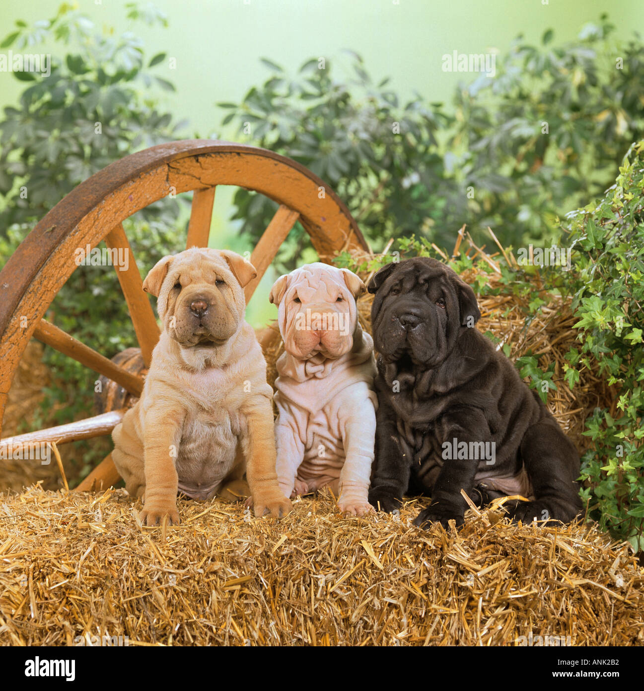 Straw dogs hi-res stock photography and images - Alamy