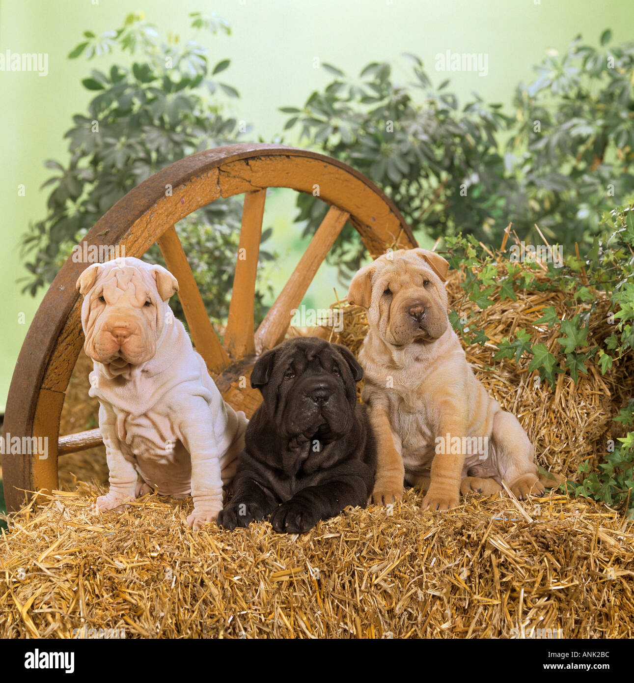 Straw dogs hi-res stock photography and images - Alamy